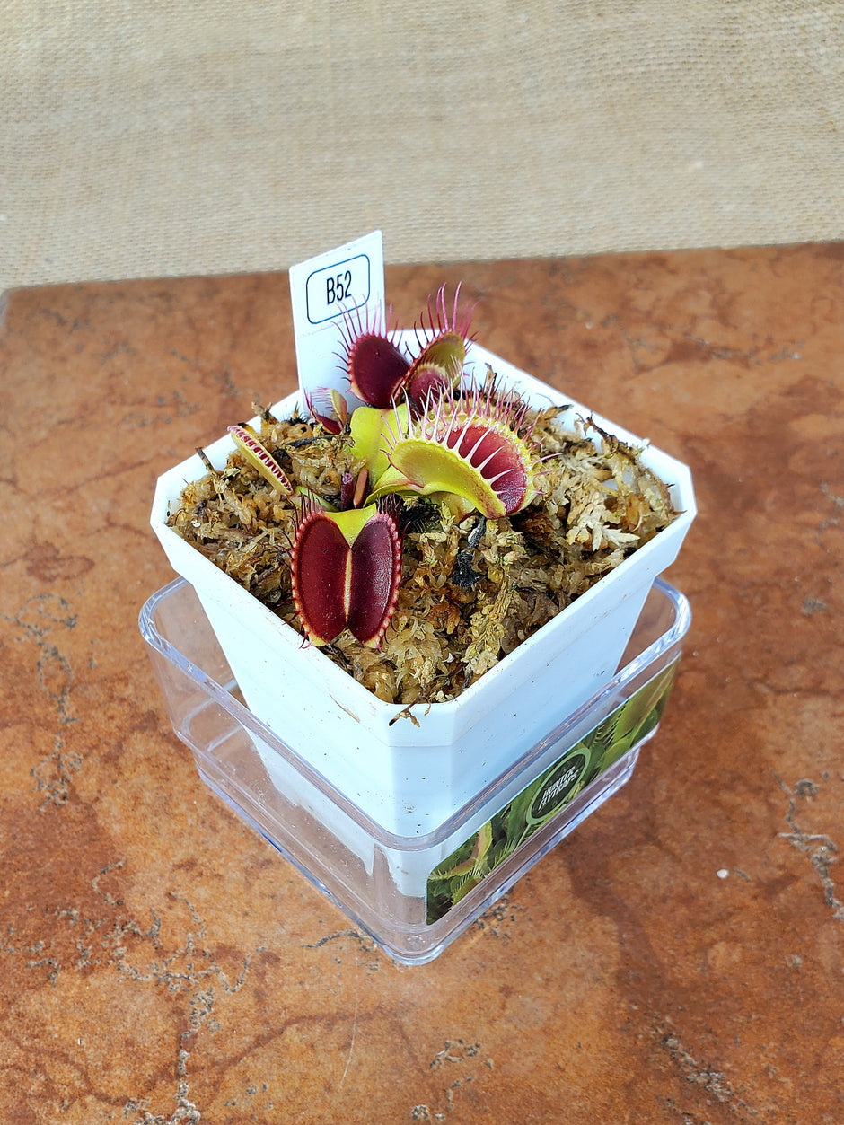 HUNTER FLYTRAPS Venus Flytraps, Carnivorous plants and Pitcher plants ...