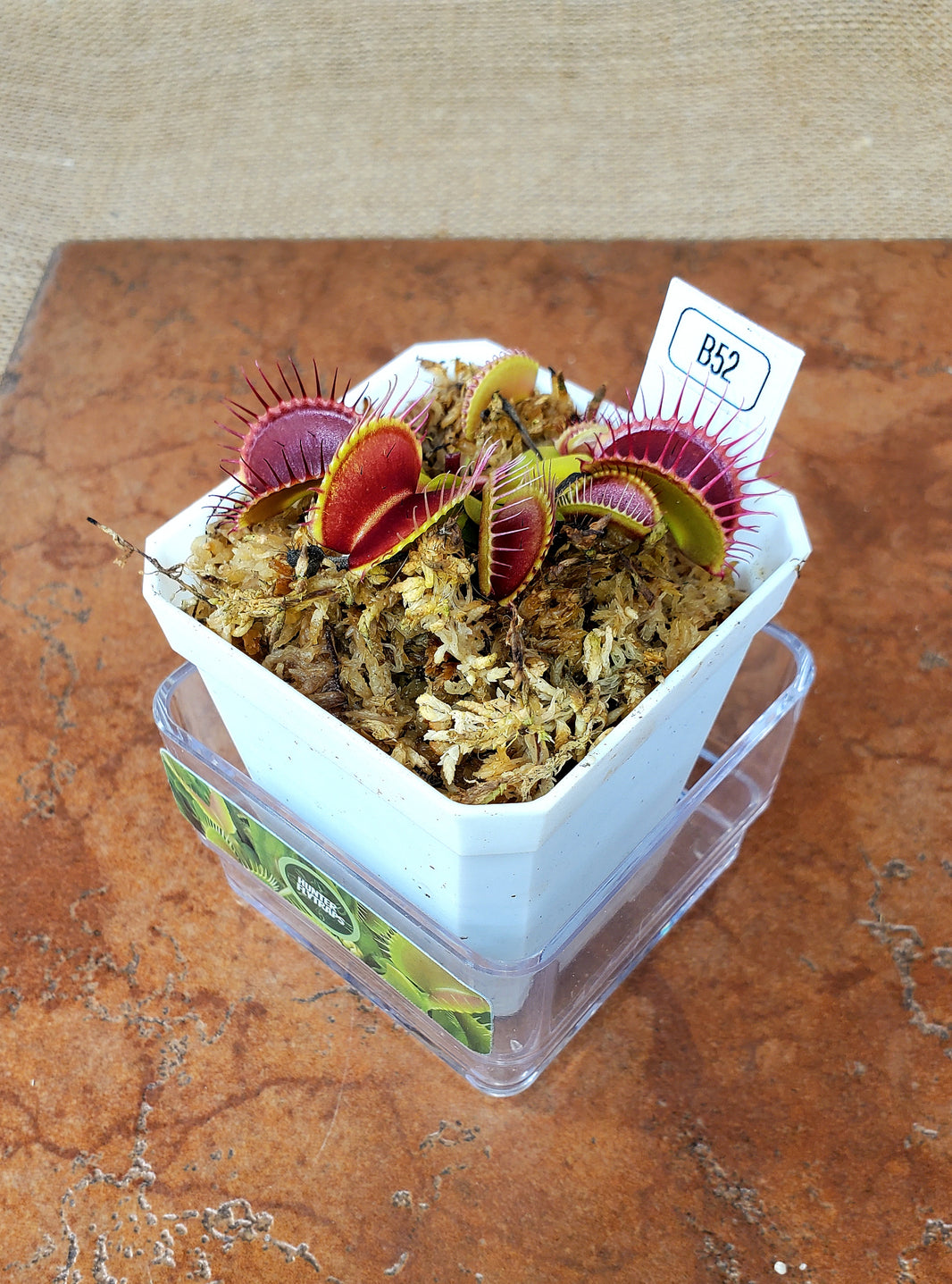 HUNTER FLYTRAPS Venus Flytraps, Carnivorous plants and Pitcher plants ...