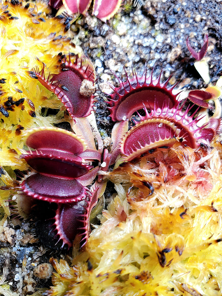 Hunter Flytraps Bleeding Gums Murphy typical- Venus Flytrap Carnivorou
