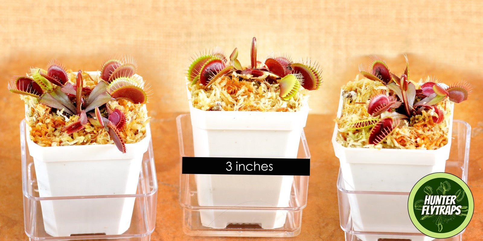 Petite Dragon - Venus Flytrap Carnivorous Live Plant – Hunter Flytraps